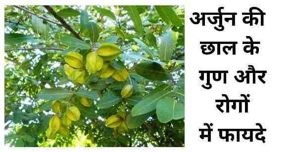 आ गया Healthy मौसम: अमृत तुल्य पेय अर्जुन छाल (Arjun Chaal), Heart ...