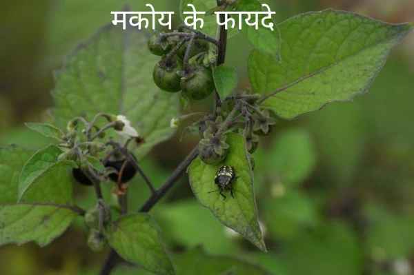 मकोय (Black Nightshade) के बड़े आयुर्वेदिक गुण : Makoy के फायदे और ...